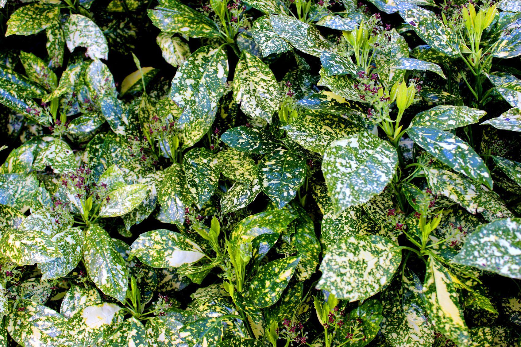 Japanese Aucuba Plant - How To Grow Aucuba Shrubs | Gardening Know How