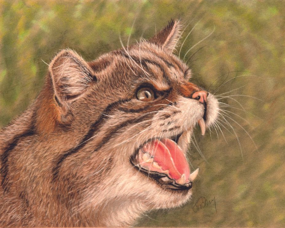 How to draw: all the brilliant drawing tutorials | Creative Bloq