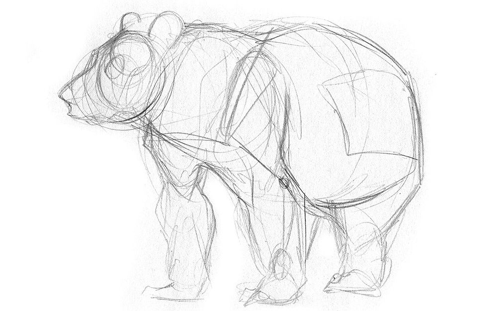 How to draw a bear in 5 simple steps | Creative Bloq