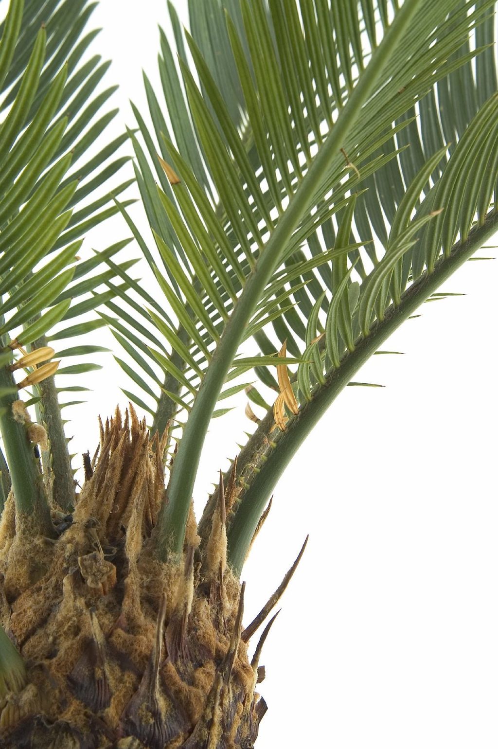 Can You Split A Sago Palm - Information On Dividing Sago Palms ...
