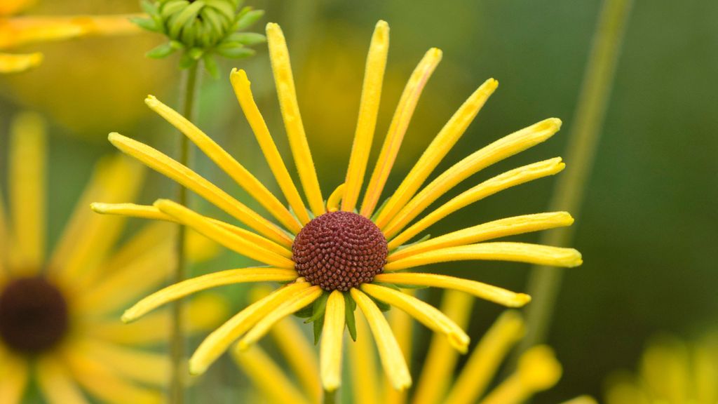 How to grow rudbeckia: tips for endless summer to fall flowers | Homes ...