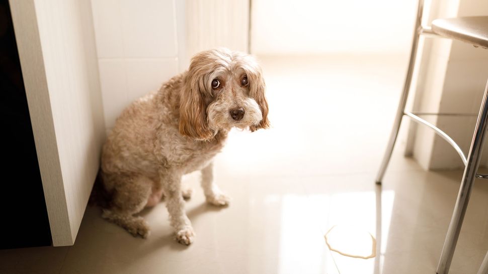 Incontinence in dogs: Vet's guide to causes and treatment | PetsRadar