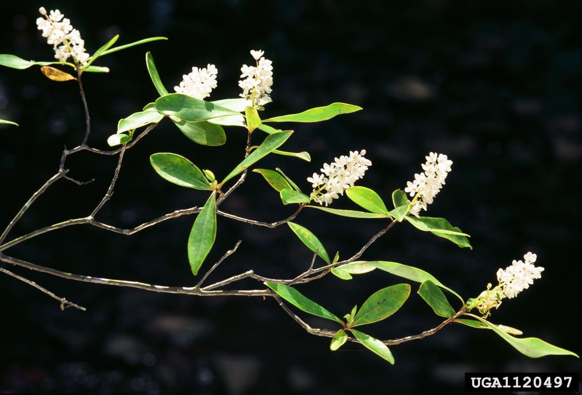 Spring Titi Information And Care: Feeding Bees With A Black Titi Tree ...