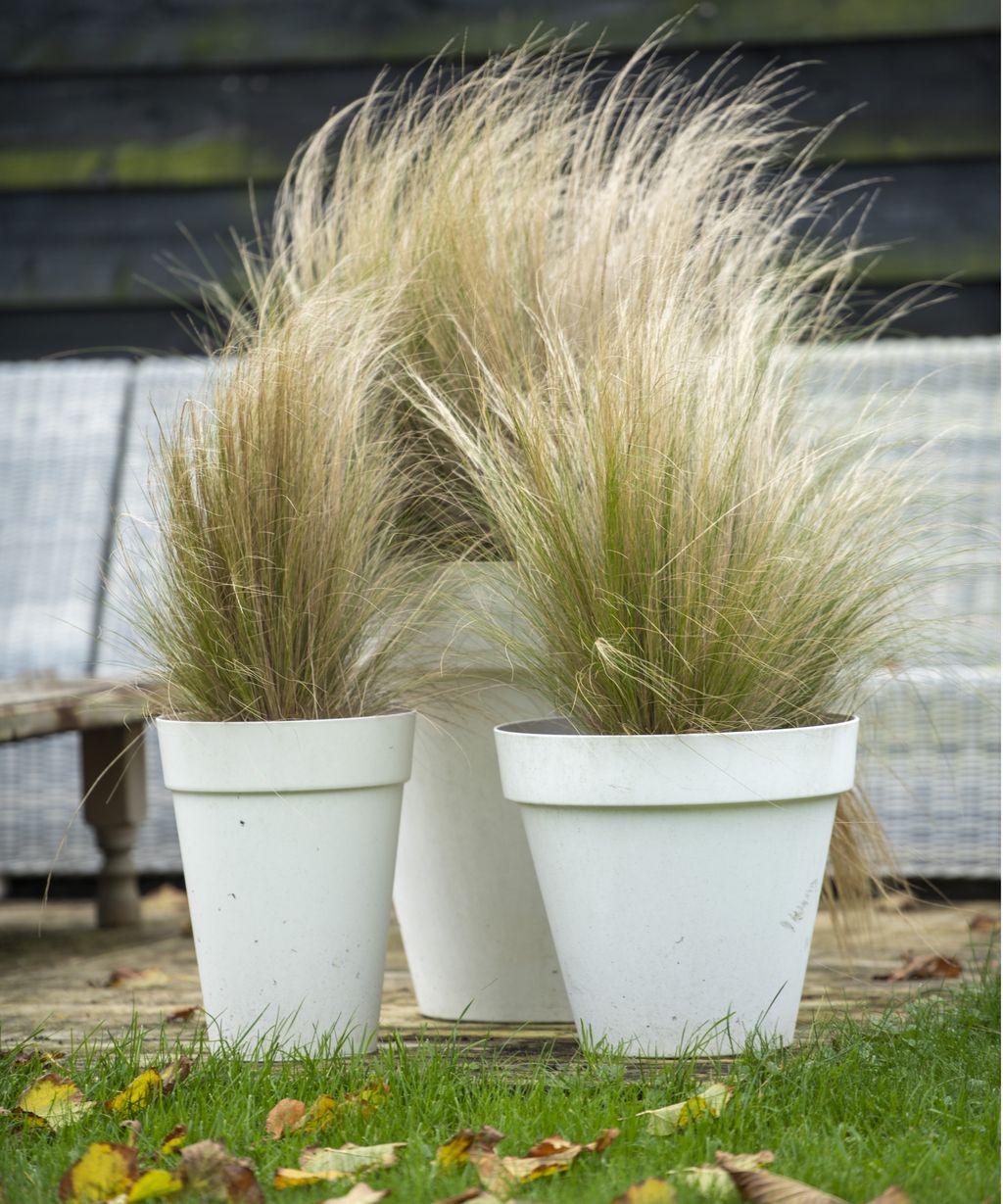 The 9 best plants for a minimalist garden: an expert guide | Homes and ...