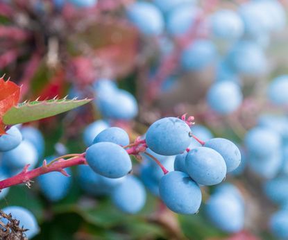 Berry Natives For Your Yard: Try These Native Berry Bushes | Gardening ...