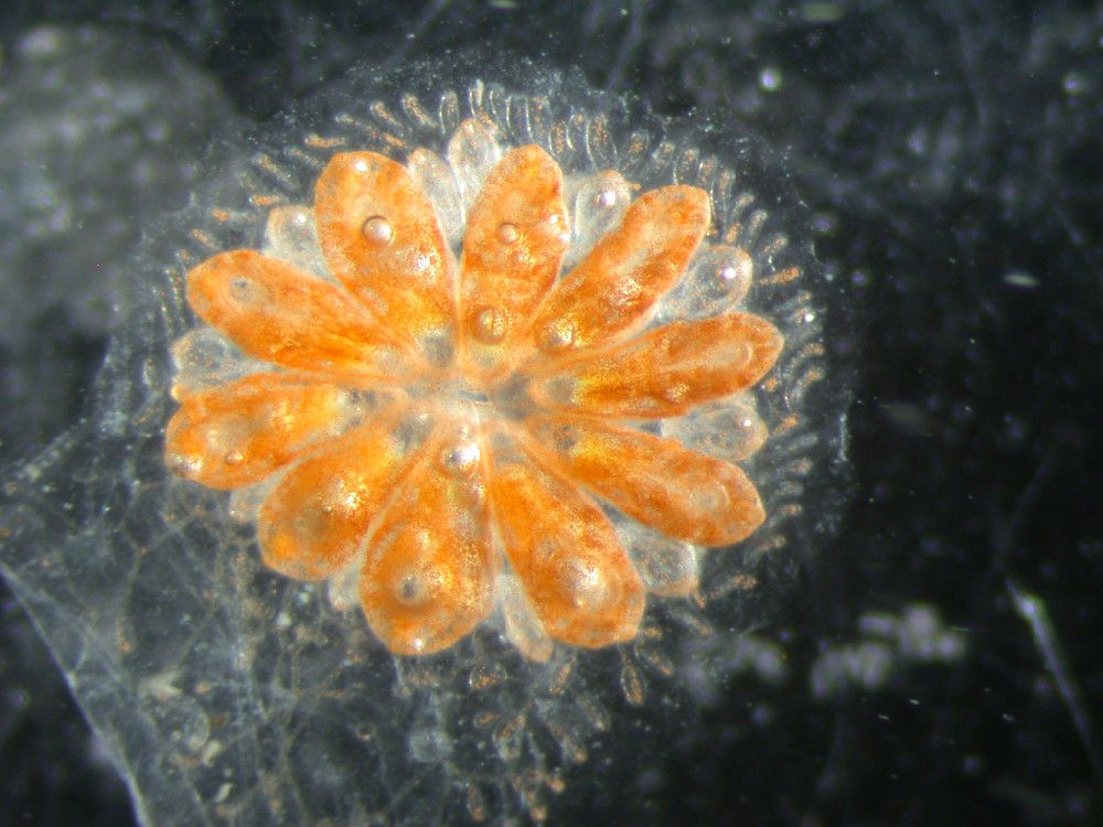 Our Bizarre Relatives: A Sea Squirt Family Album | Live Science