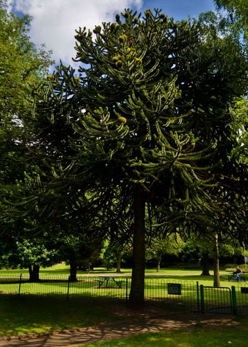 How to identify British trees – by leaf, fruit, shape, size, bark and ...