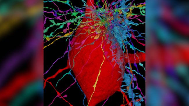 3D map plots human brain-cell 'antennae' in exquisite detail | Live Science