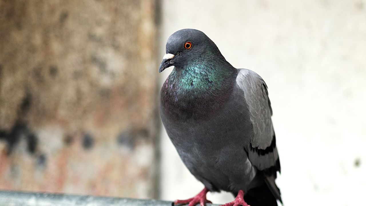 Why Pigeons Are so Great | Marie Claire