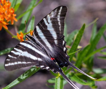 Wildlife to spot in April: birds and butterflies in the yard | Homes ...