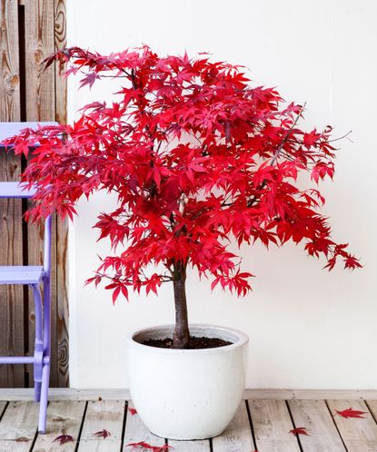Which maple trees have the best color in fall? | Livingetc