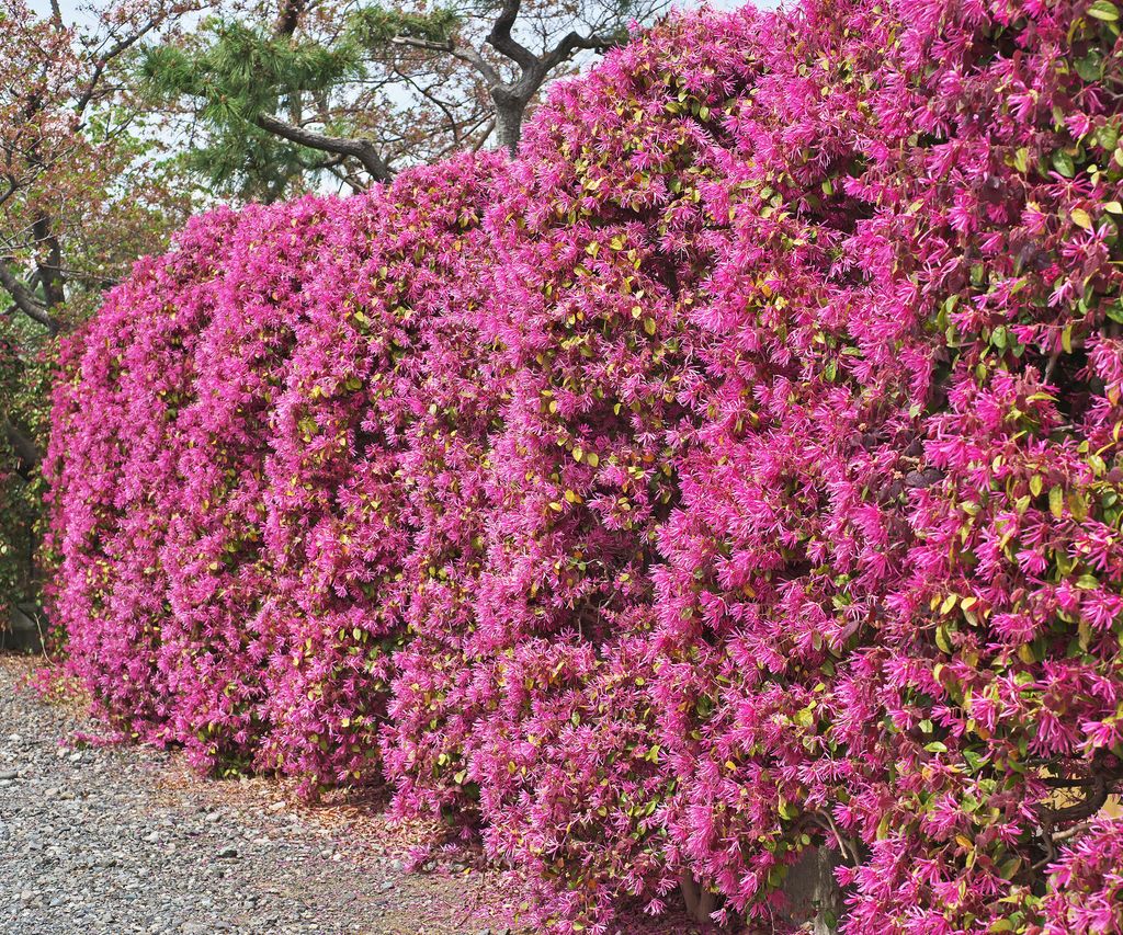 Loropetalum care and growing guide | Homes and Gardens