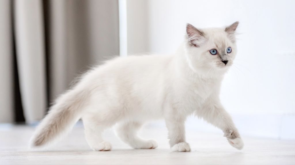 15 white cat breeds that will melt your heart | PetsRadar