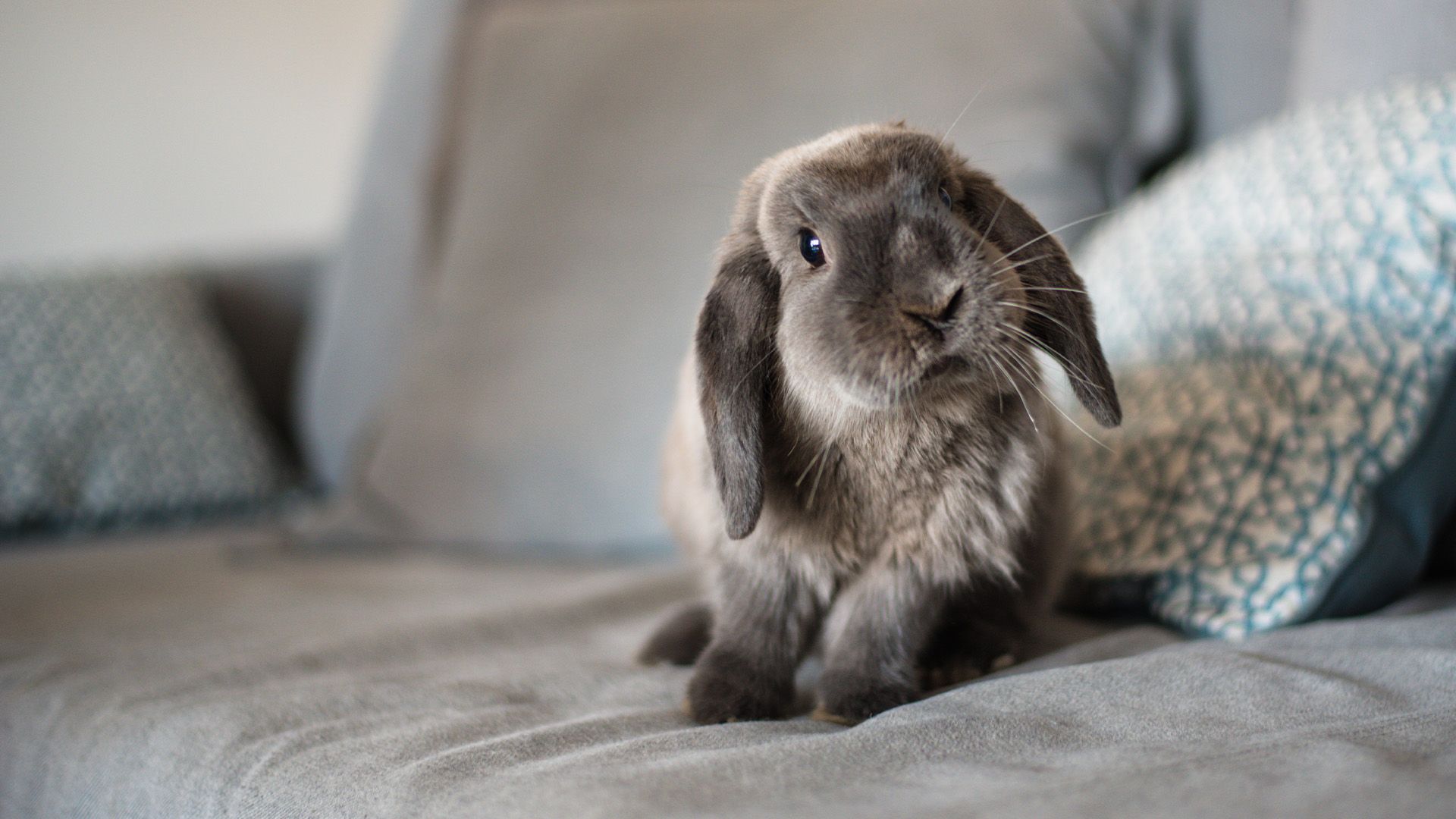 Housing rabbits indoors: advice and tips from a vet | PetsRadar
