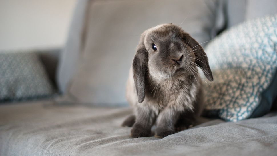 Housing rabbits indoors: advice and tips from a vet | PetsRadar