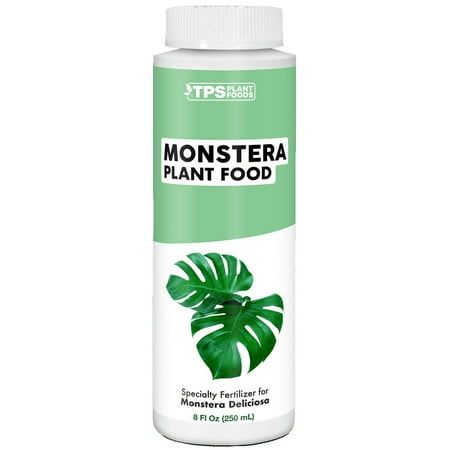 How to fertilize a monstera: Expert tips for feeding | Homes and Gardens