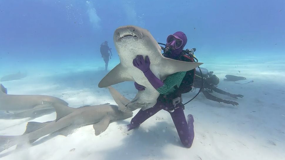How to watch Shark Week 2025: Live TV & streaming schedule for ...