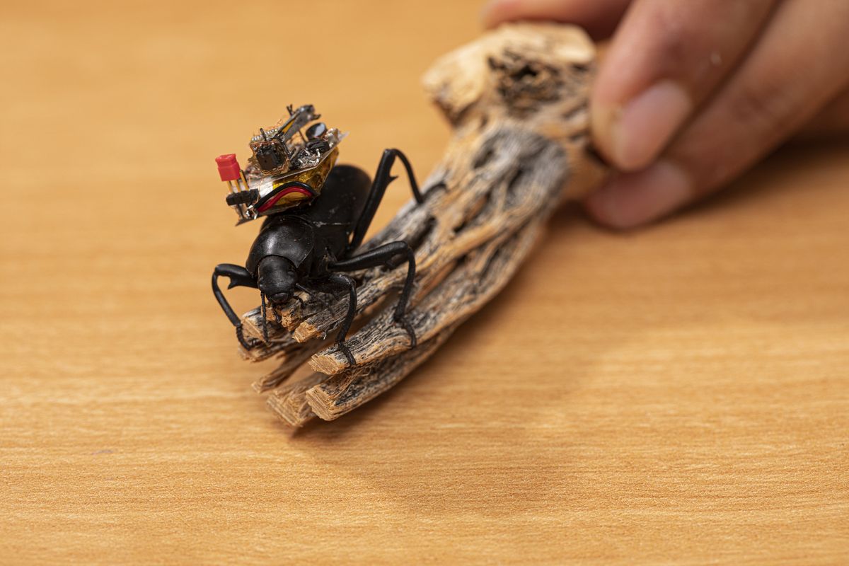 Scientists create a camera so small it can be carried by a beetle ...