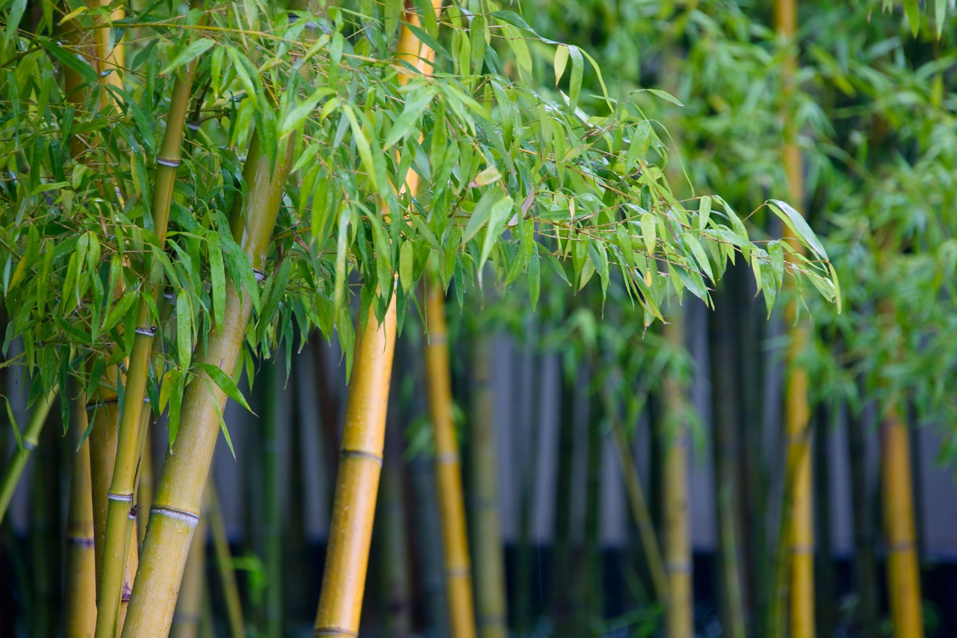 How to grow bamboo: expert tips on adding natural screening to your ... How to grow bamboo: expert tips on adding natural screening to your ...