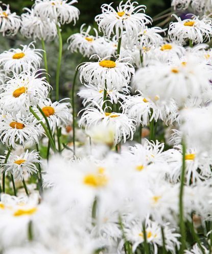 How to grow Shasta daisy, a perennial garden workhorse | Homes and Gardens
