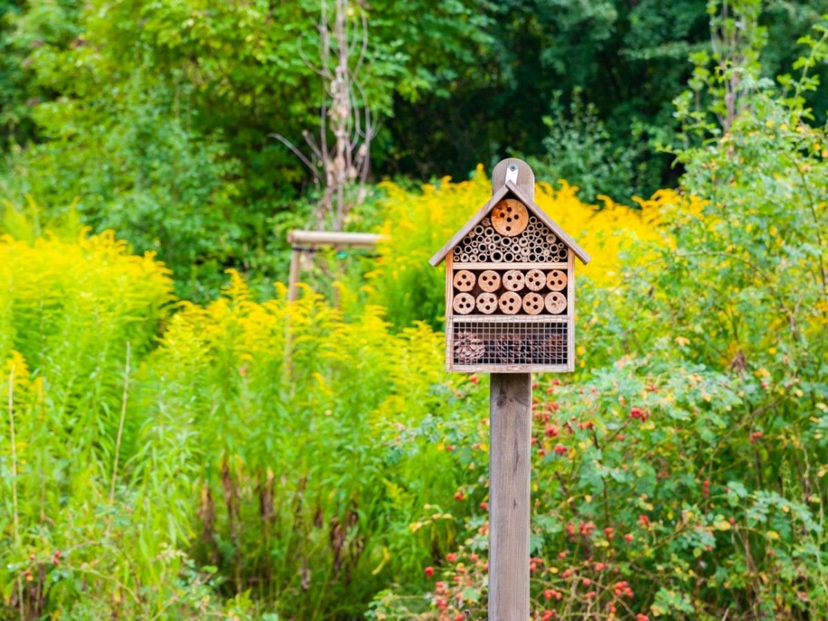 How To Create A Backyard Bee Habitat | Gardening Know How