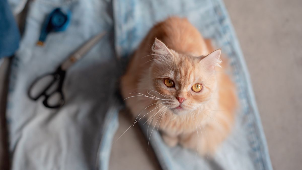 32 ways to kitten proof your home | PetsRadar