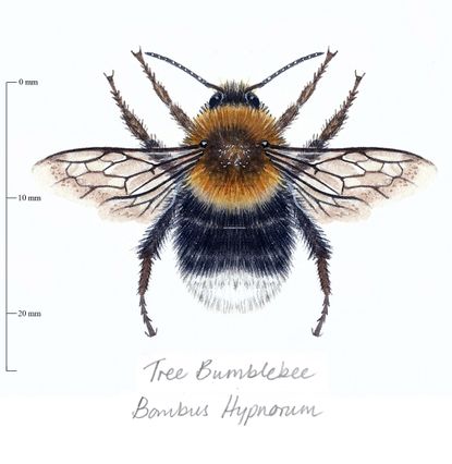 The seven bumblebees you'll see in Britain, and how to identify them ...