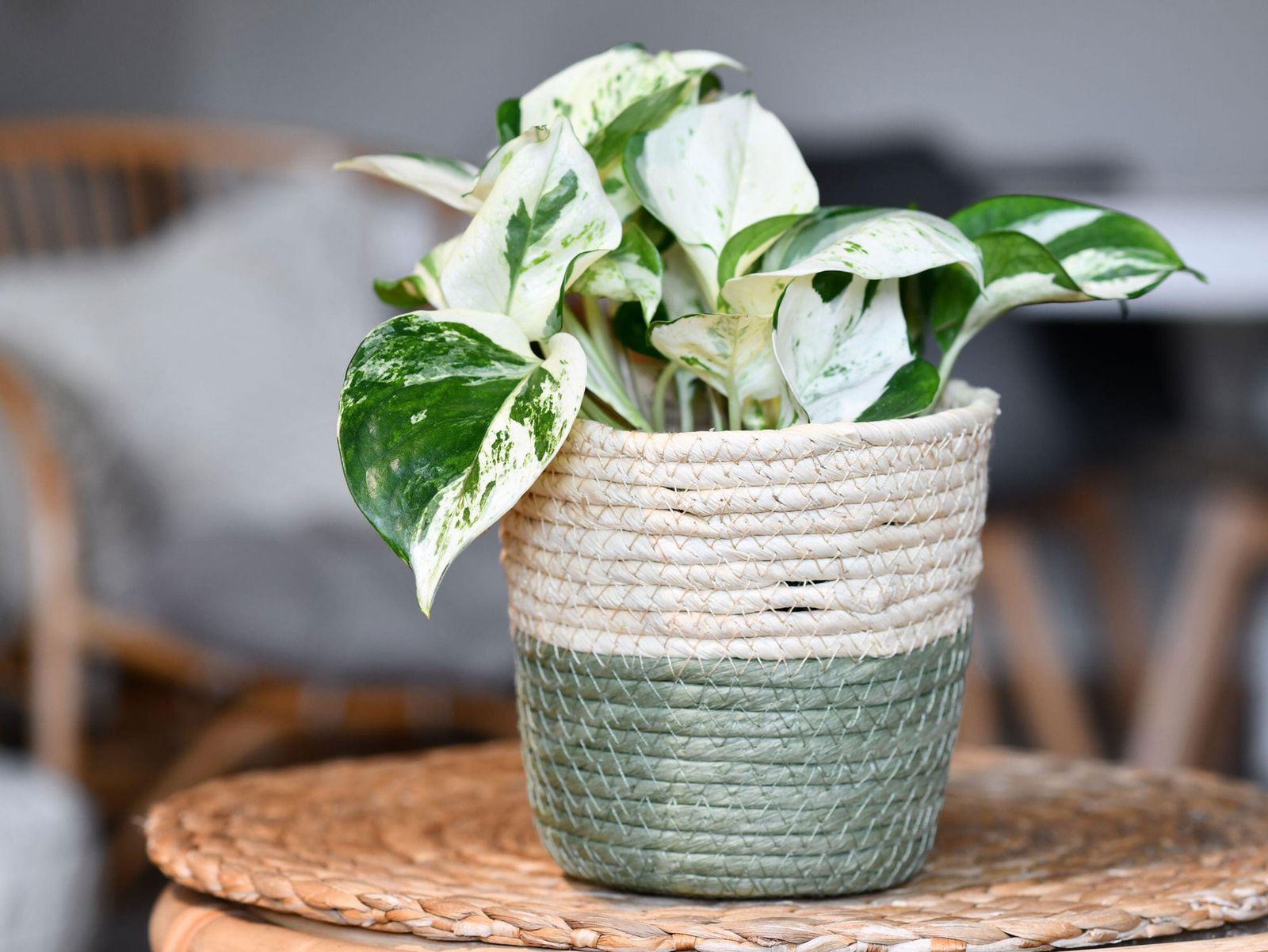 How Often Should I Water a Pothos? Expert Share Their Advice | Livingetc