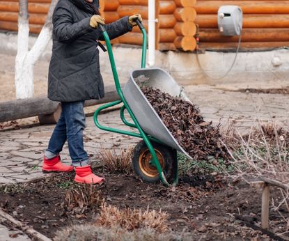 Discover what to do with fallen leaves to protect plants | Homes and ...