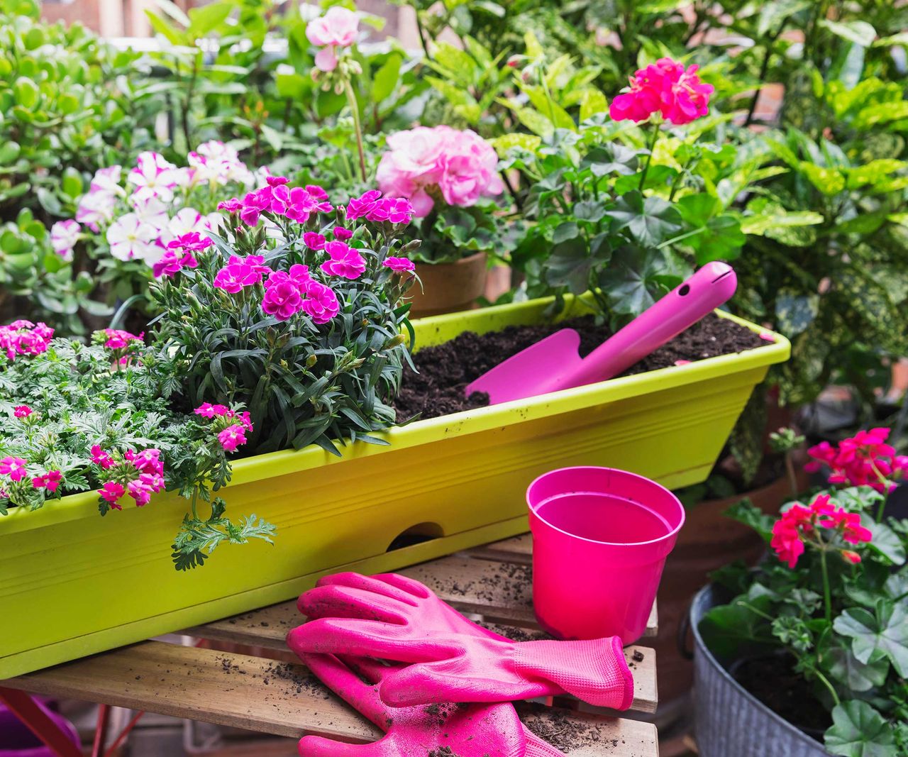 What is the best soil for container gardening? | Homes and Gardens