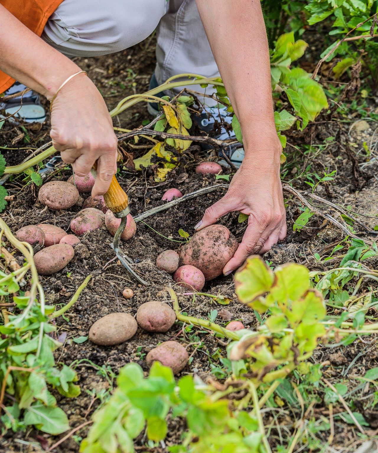 Best potato varieties: 12 top crops for your vegetable patch | Homes ...