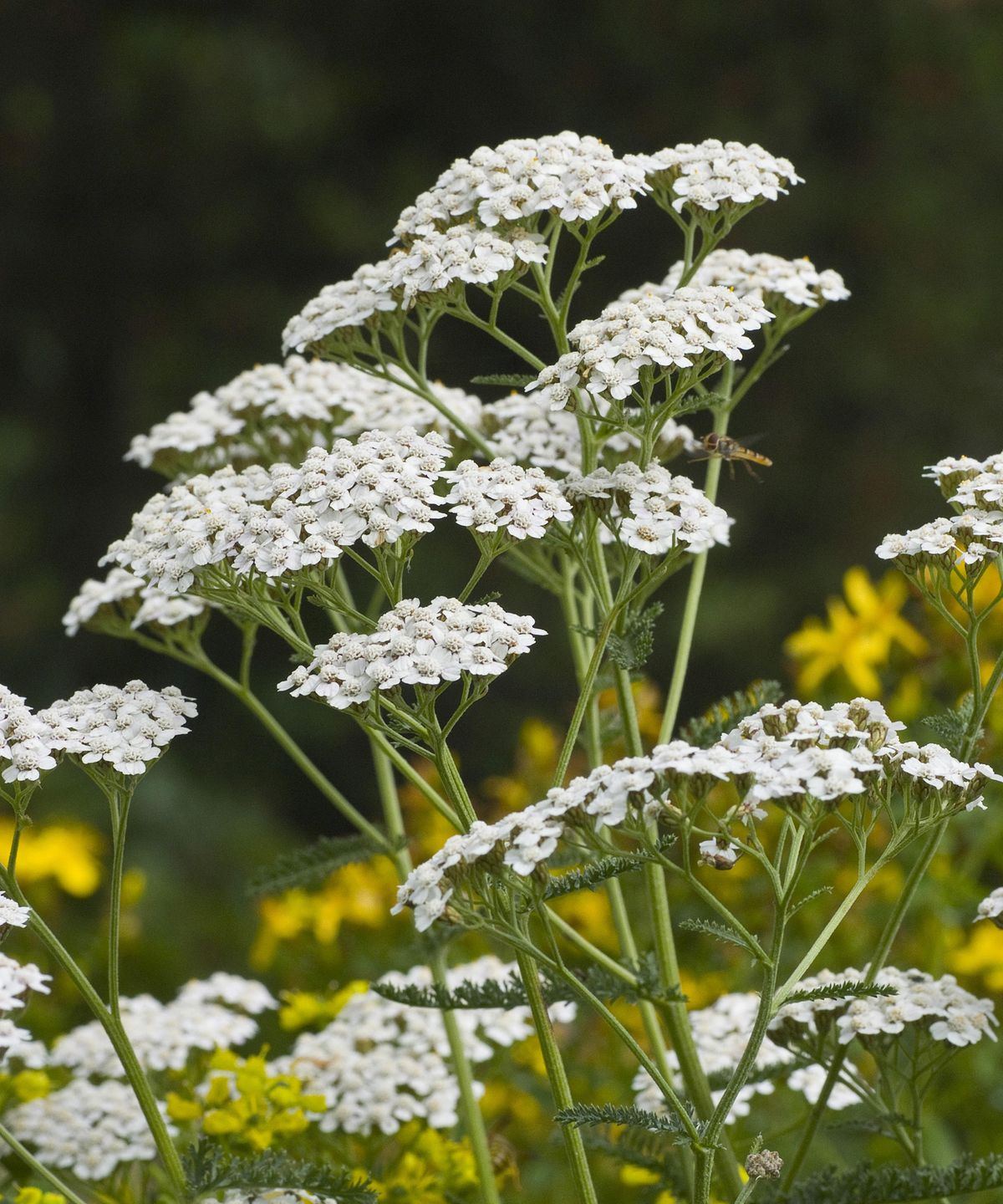 15 of the best plants for full sun | Homebuilding