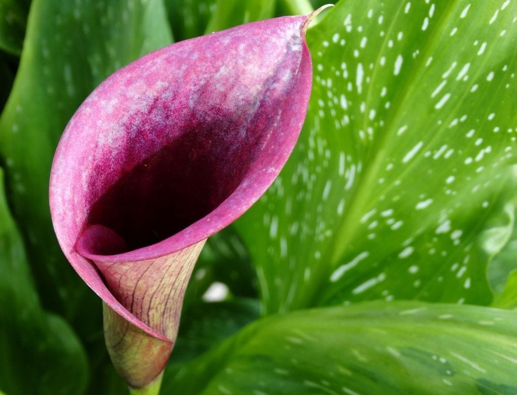 Calla Lily Water Requirements - How And When To Water Calla Lilies ...