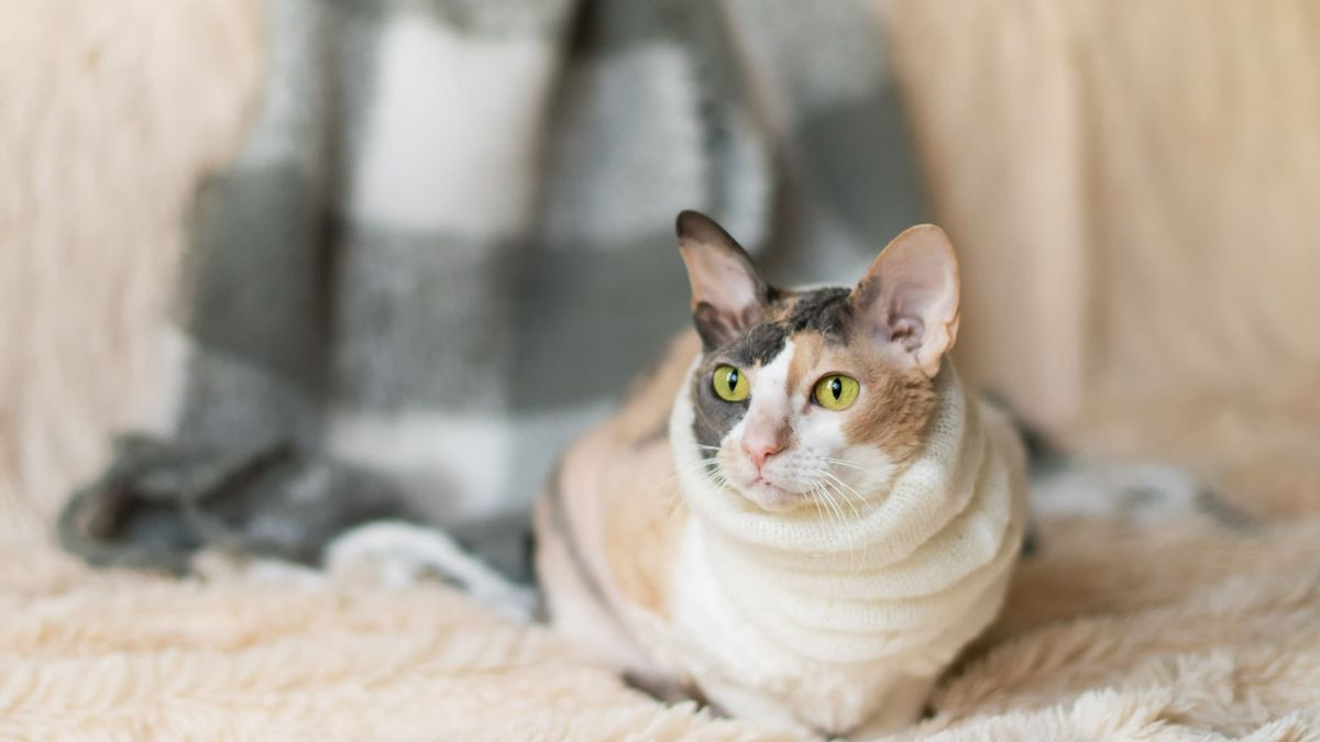 32 interesting facts about Cornish rex cats | PetsRadar