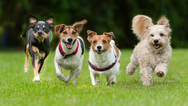 What breed is my dog? How to identify any breed | PetsRadar
