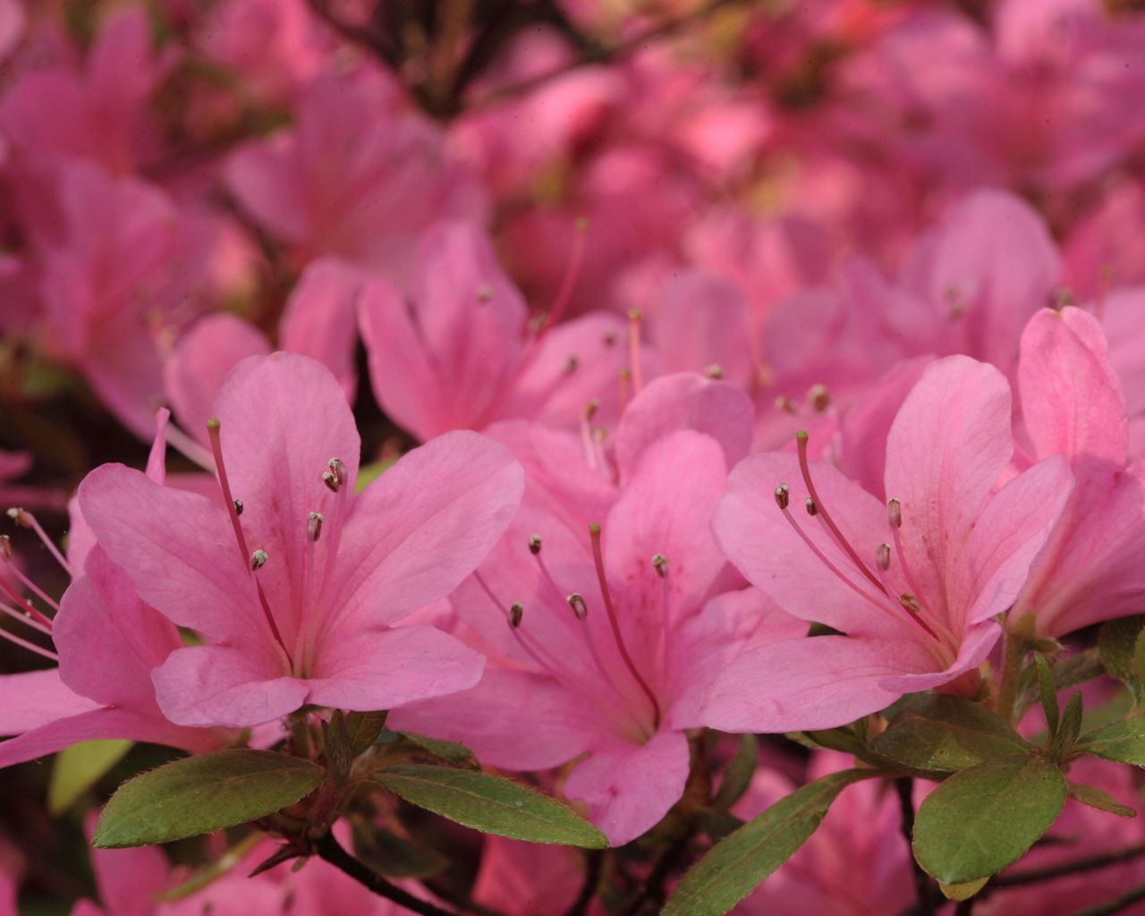 How to care for azaleas | Livingetc