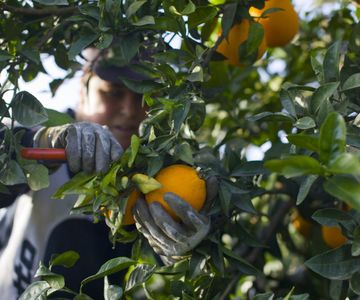 How to grow an orange tree - expert tips for happy fruits | Homes and ...