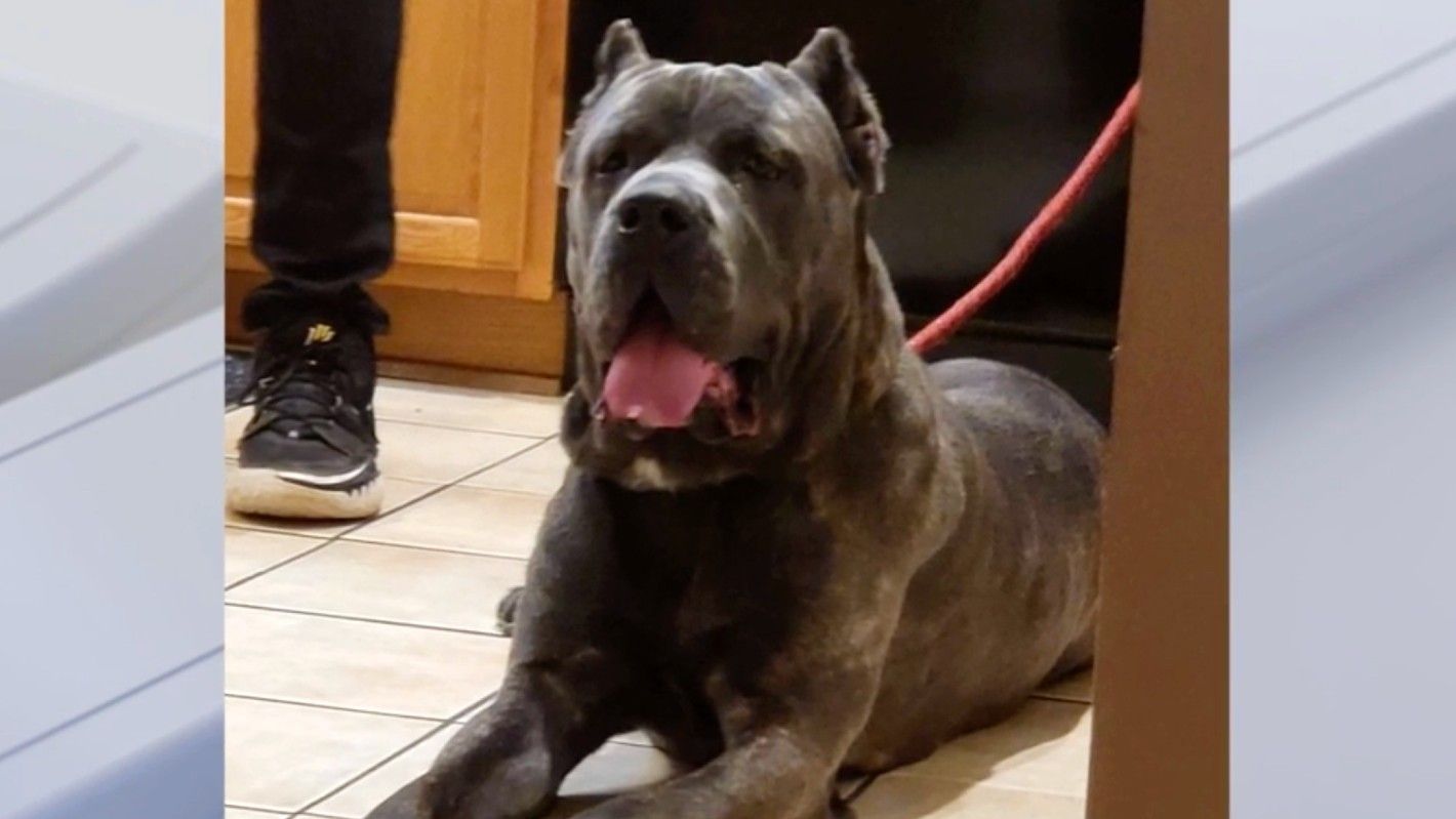 Missing Cane Corso returned to owner after being lost for more than 500 ...