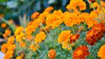 How to deadhead snapdragons: with expert gardening advice | Homes and ...