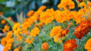 How to deadhead begonias for a beautifully exotic display of flowers ...