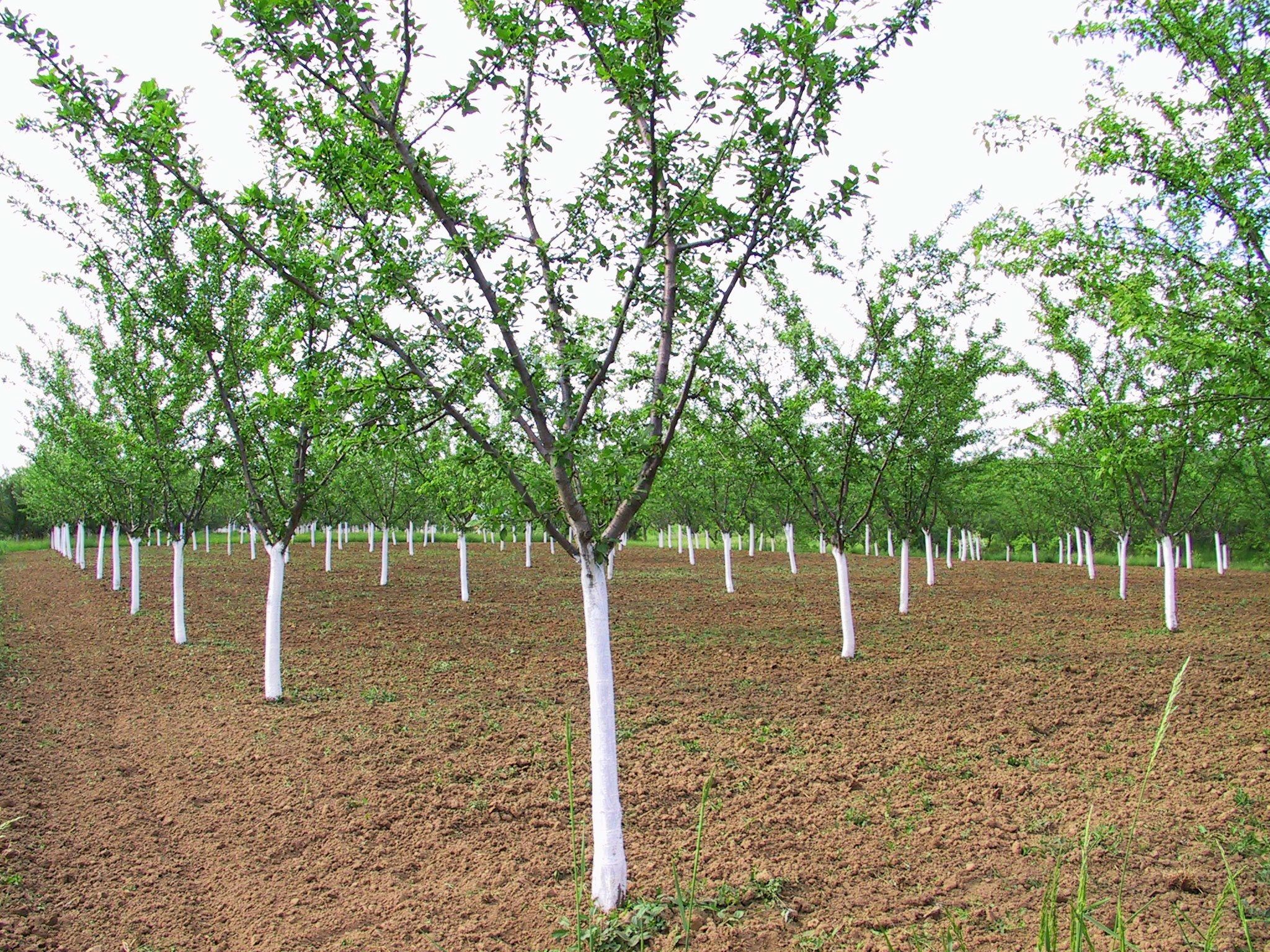Plum Tree Problems: What To Do When A Plum Tree Fails To Bear Fruit ...
