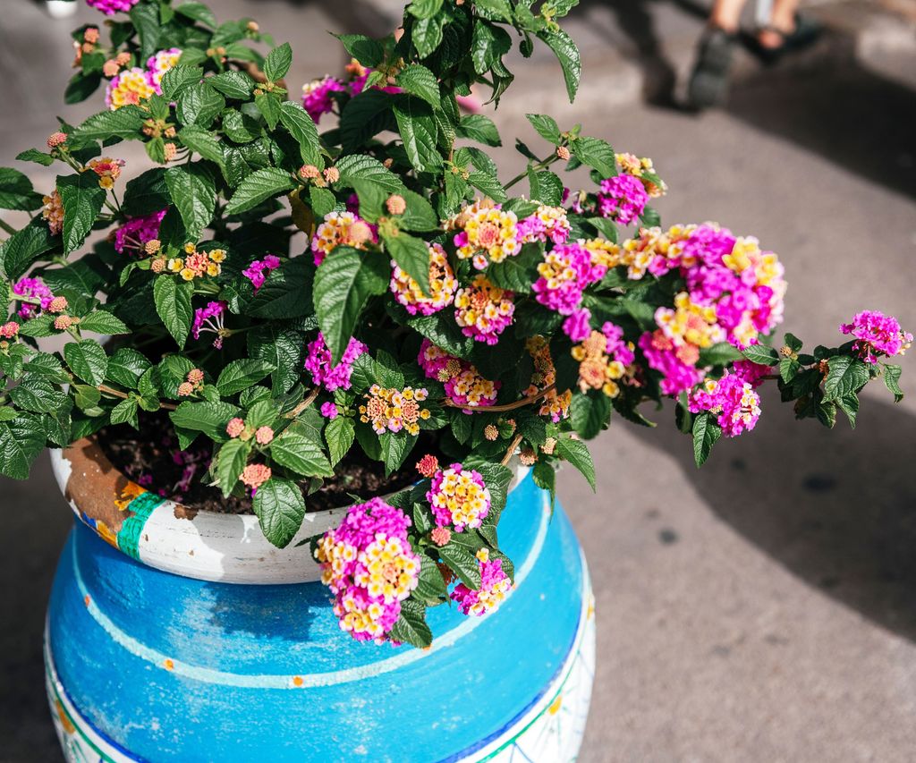 Easy Plants For Pots: Best Plants For Container Gardening | Gardening ...