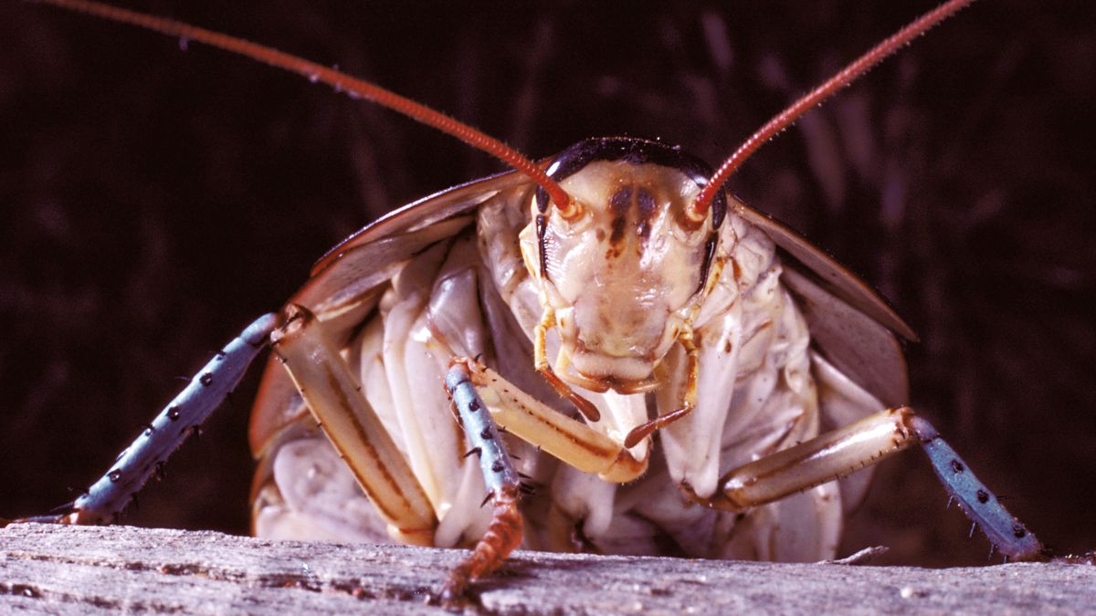 Living fossils: 12 creatures that look the same now as they did ...