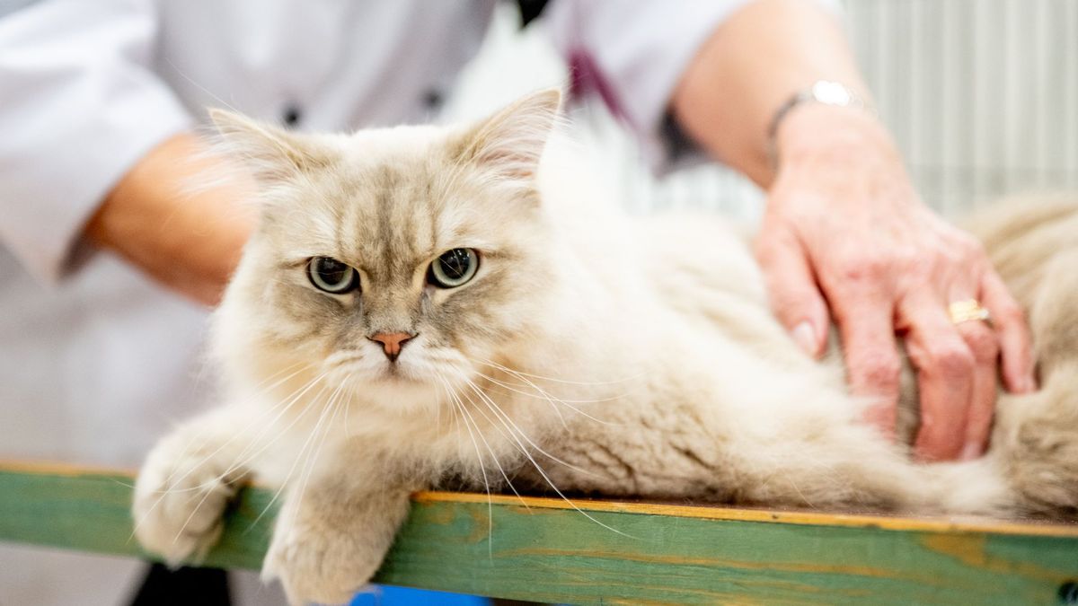32 of the best cat breeds for families with children | PetsRadar