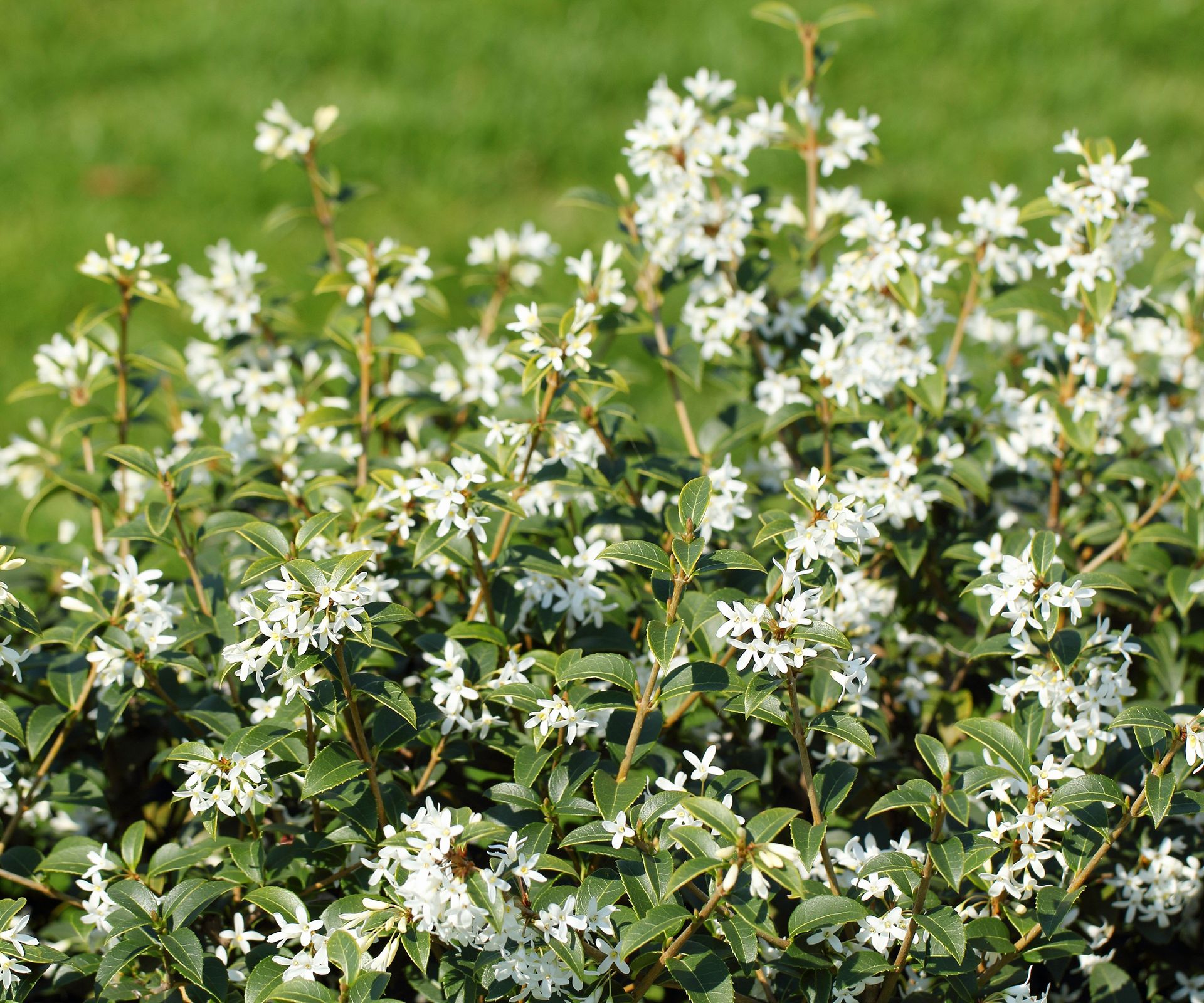Best flowering hedges: 12 plants for beautiful boundaries | Homes and ...
