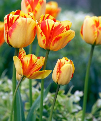 Spring-flowering plants: 11 bright and beautiful picks | Homes and Gardens