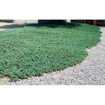 6 full sun ground cover plants: for sunny and dry yards | Homes and Gardens