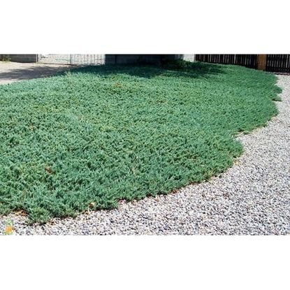 6 full sun ground cover plants: for sunny and dry yards | Homes and Gardens