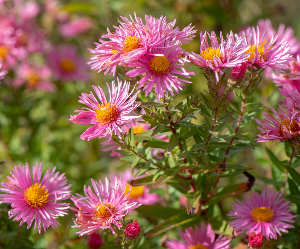 Should I cut back asters in the fall or wait till spring? | Homes and ...