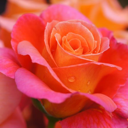 Tips & Information about Roses | Gardening Know How